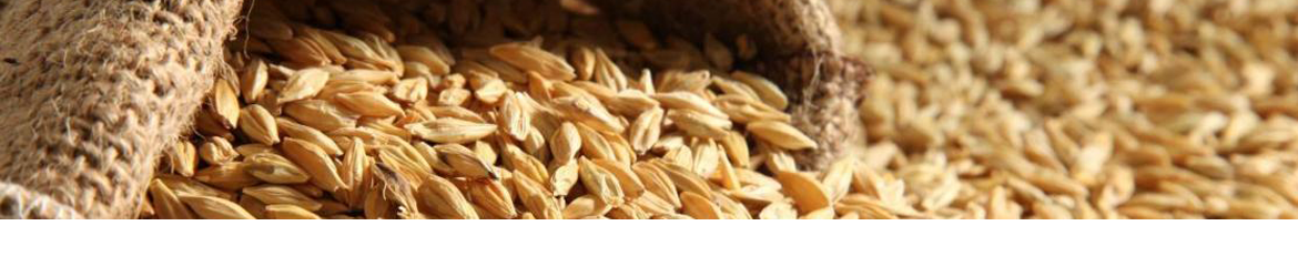 Cerveza Artesana | Maltas de cereales